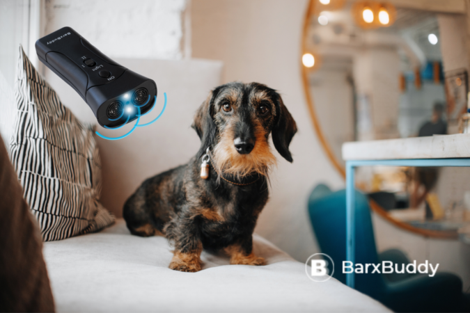 Full Review: BarxBuddy Training Device Totally Transformed My Dog's ...