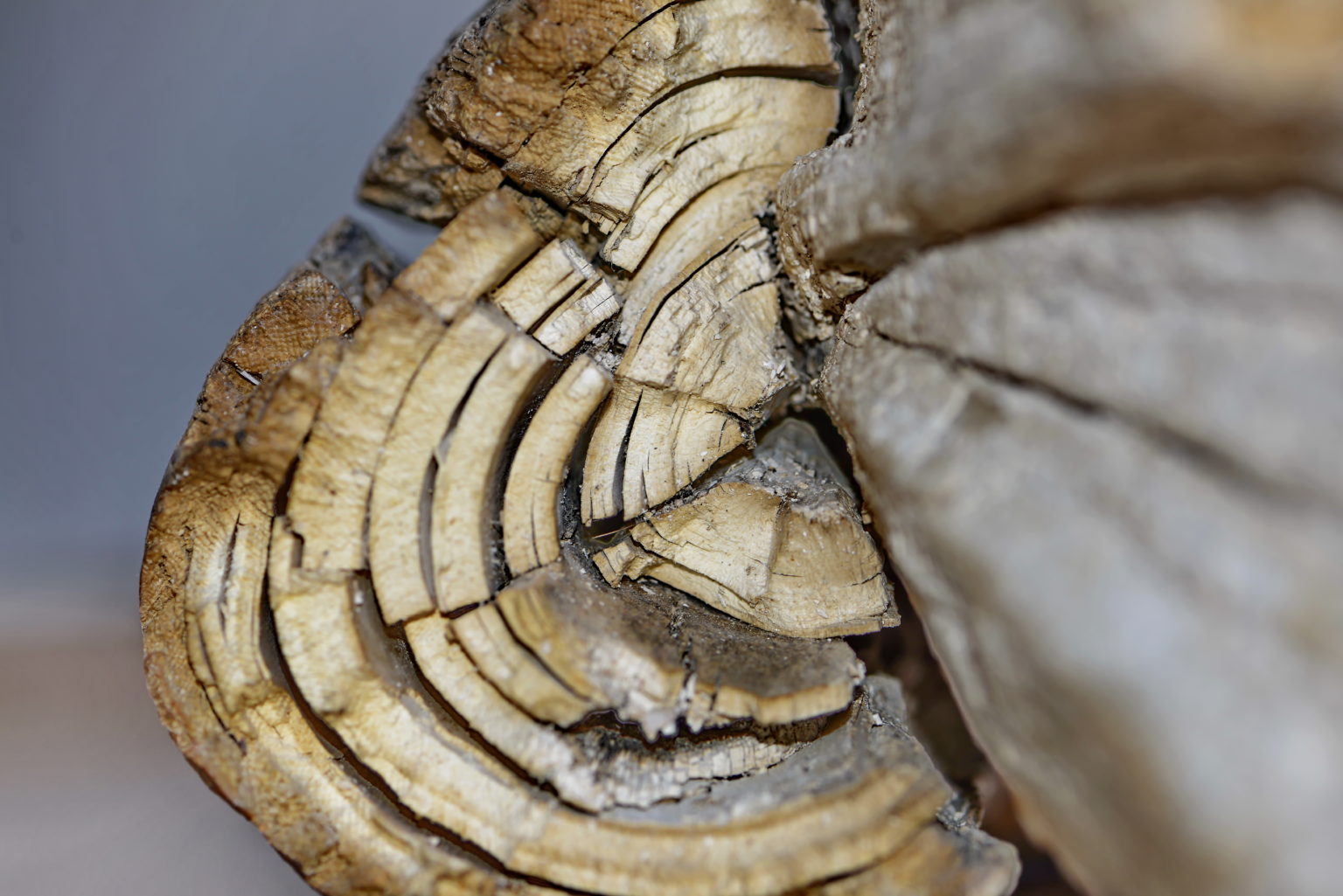 Colossal Biosciences: Reviving the Woolly Mammoth to Combat Climate ...