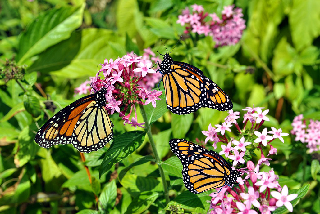 6 Interesting Facts About the Monarch Butterfly - Robo Earth